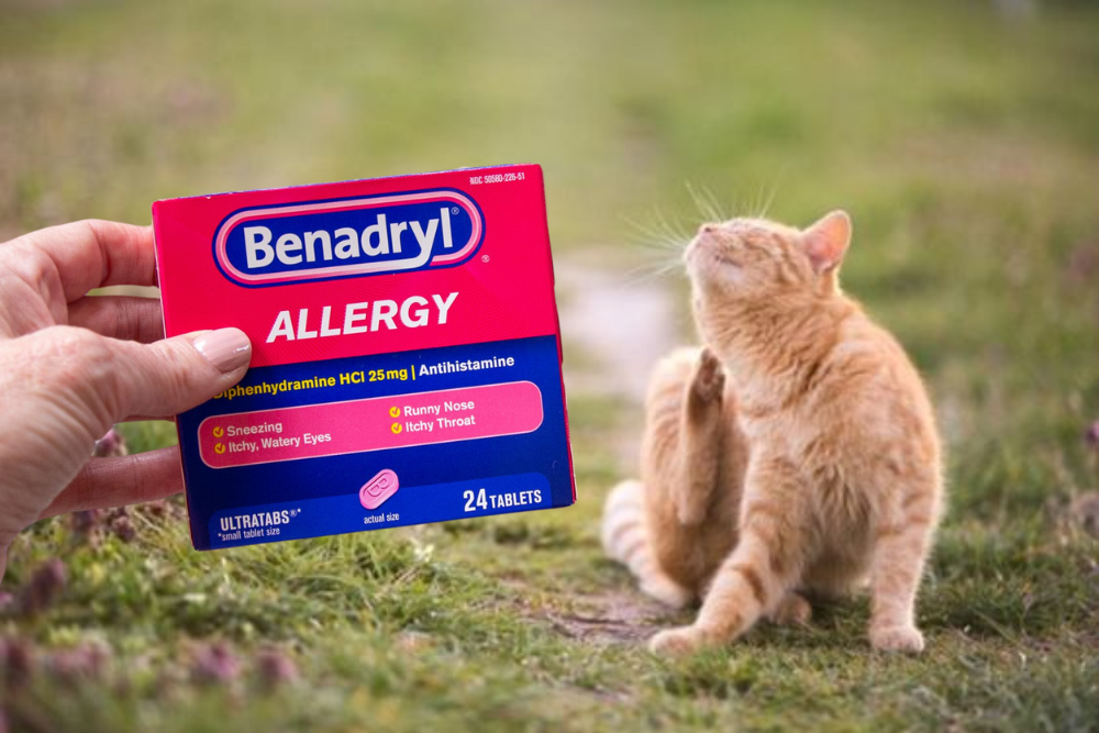Managing Excessive Meowing In Cats Causes And Solutions